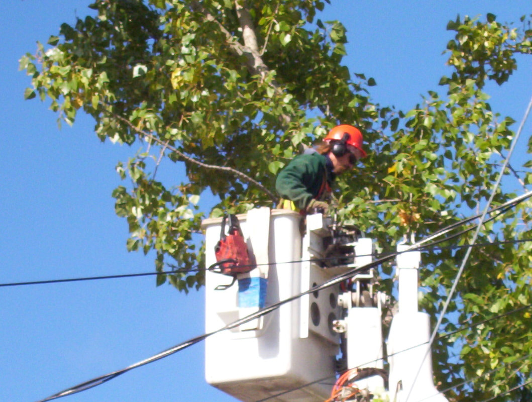 Lightning Protection Tree Services, Yonkers